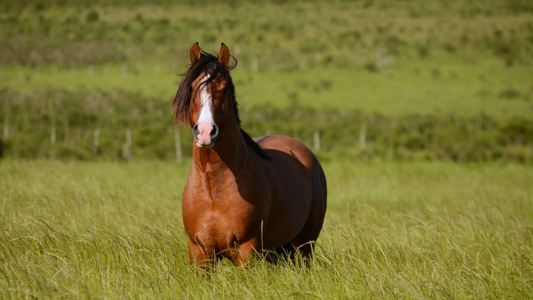 Les 5 règles d’or de la sécurité du cheval au pré